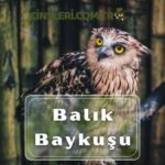 Baykuş Cinsleri - Cinsleri
