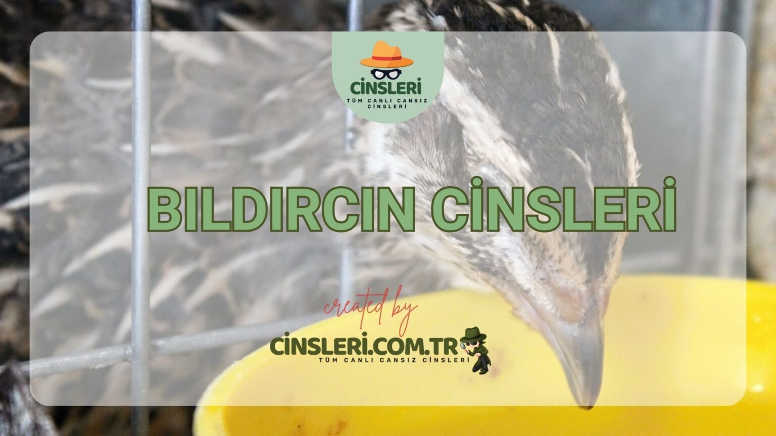 Bıldırcın Cinsleri - Cinsleri