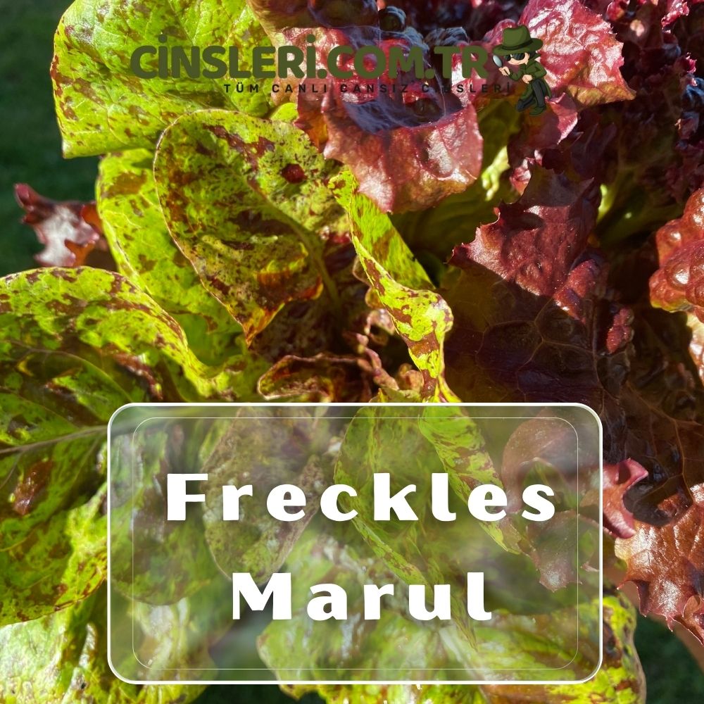 Marul Cinsleri - Cinsleri