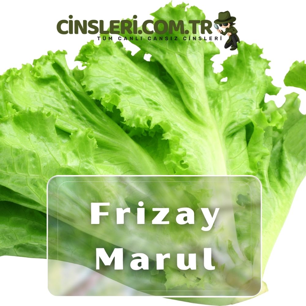 Marul Cinsleri - Cinsleri