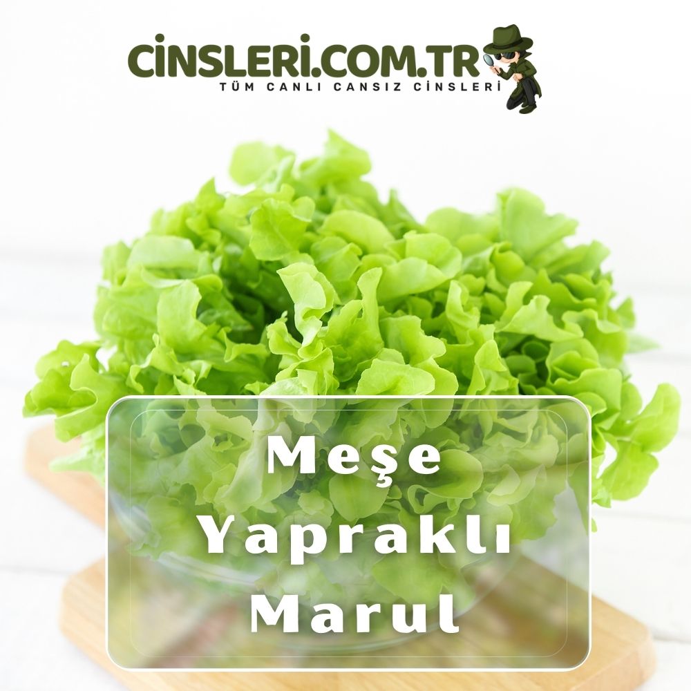 Marul Cinsleri - Cinsleri