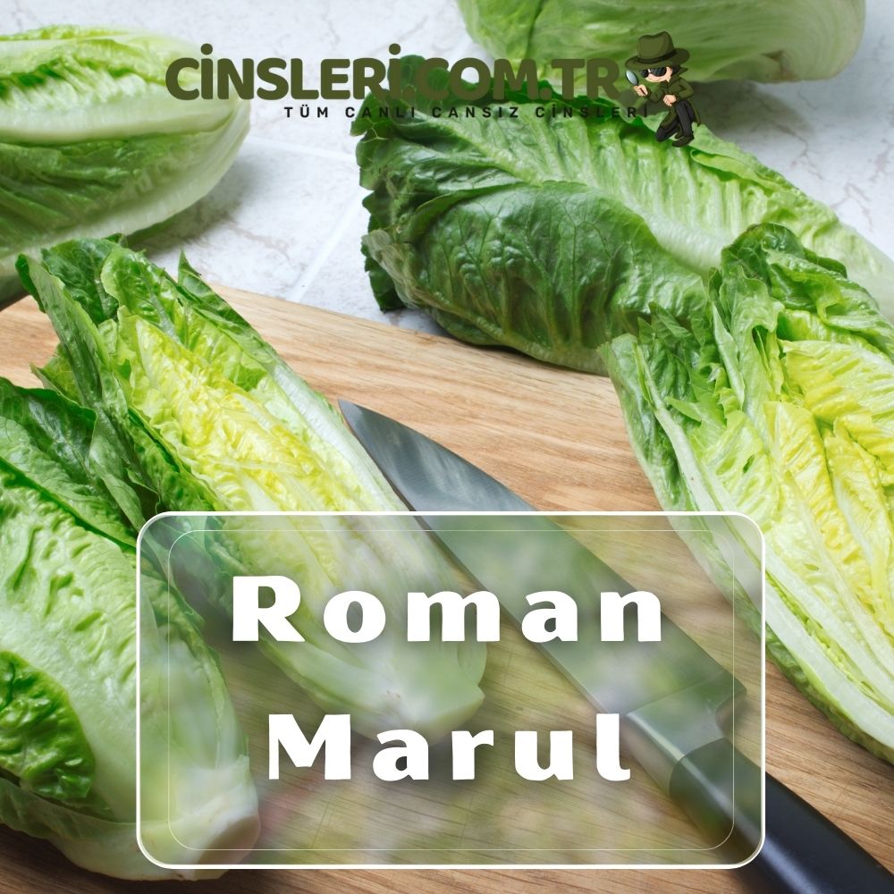 Marul Cinsleri - Cinsleri